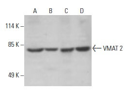 Anti-VMAT 2 Antibody (H-12) | SCBT - Santa Cruz Biotechnology