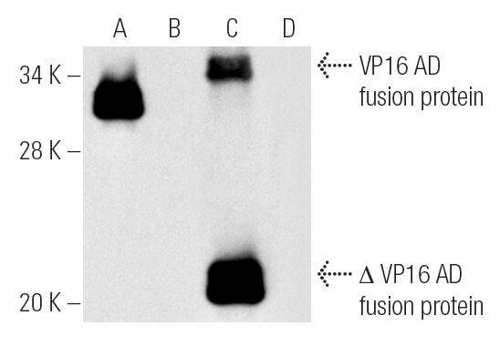 VP16抗体 (1-21) | SCBT - Santa Cruz Biotechnology