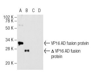 VP16 Antibody (14-5) - Western Blotting - Image 5618