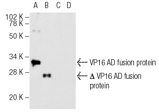 Anti-VP16 Antibody (14-5) | SCBT - Santa Cruz Biotechnology