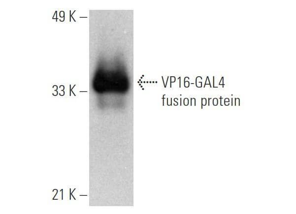 VP16 Antibody (14-5) | SCBT - Santa Cruz Biotechnology