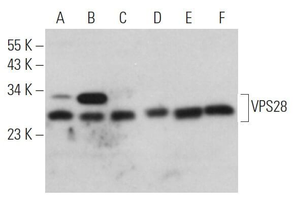 VPS28 Antibody (E-7) | SCBT - Santa Cruz Biotechnology