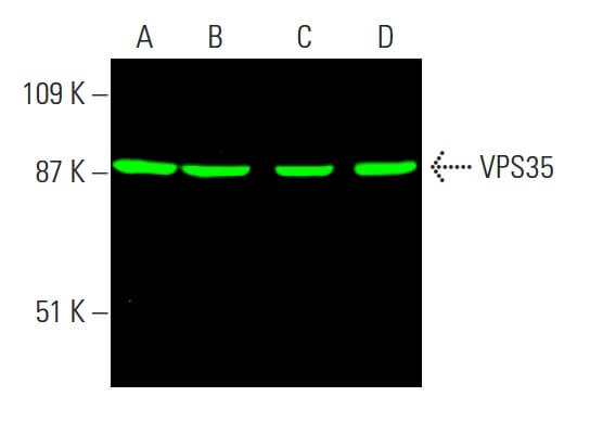 Anti-VPS35 Antibody (B-5) | SCBT - Santa Cruz Biotechnology