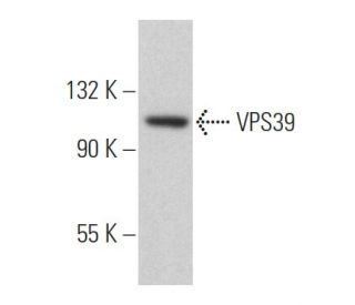 Anti-VPS39 Antibody (C-5) | SCBT - Santa Cruz Biotechnology