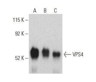 Anti-VPS4 Antibody (E-8) | SCBT - Santa Cruz Biotechnology