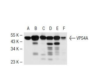 VPS4 Antibody (H-165) | SCBT - Santa Cruz Biotechnology