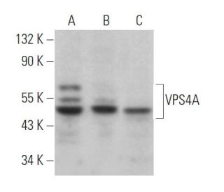 VPS4A Antibody (A-11) | SCBT - Santa Cruz Biotechnology
