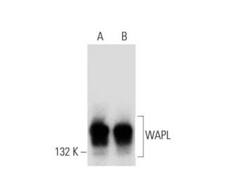 WAPL Antibody (A-7) | SCBT - Santa Cruz Biotechnology