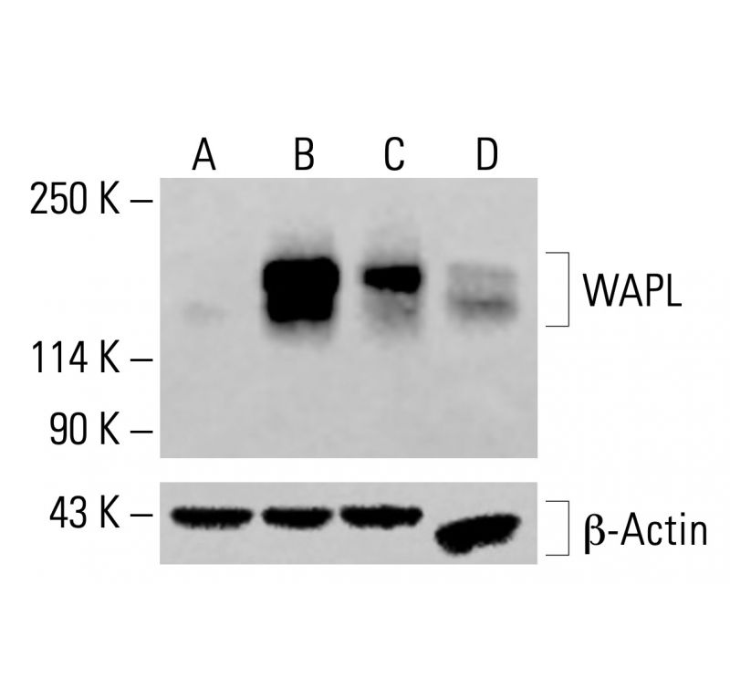 WAPL Antibody (A-7) | SCBT - Santa Cruz Biotechnology
