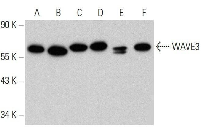 WAVE3 Antibody (E-3) | SCBT - Santa Cruz Biotechnology