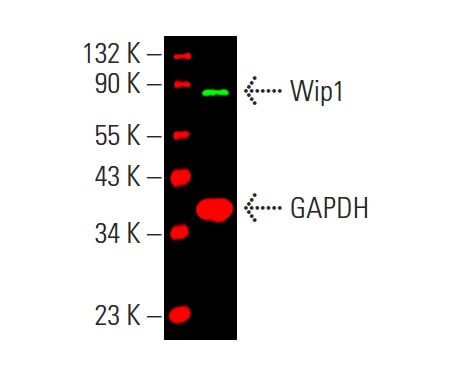 Anti-Wip1 Antibody (F-10) | SCBT - Santa Cruz Biotechnology