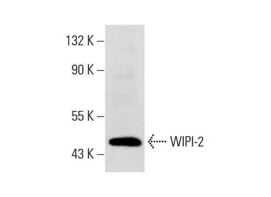 SCBT - Santa Cruz Biotechnology
