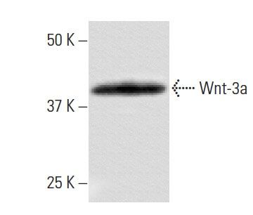 Wnt-3a抗体 (3A6) | SCBT - Santa Cruz Biotechnology