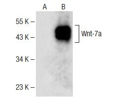 Wnt-7a/b Antibody (H-8) | SCBT - Santa Cruz Biotechnology