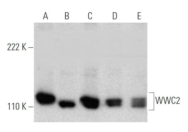 WWC2 Antibody (H-1) | SCBT - Santa Cruz Biotechnology