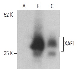 XAF1 Antibody (B-5) | SCBT - Santa Cruz Biotechnology