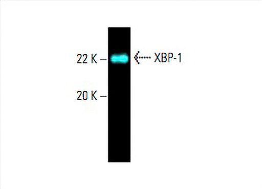 XBP-1U抗体 (C-20) | SCBT - Santa Cruz Biotechnology