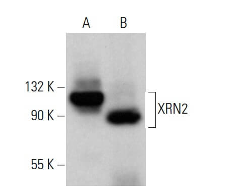 Anti-XRN2 Antibody (H-3) | SCBT - Santa Cruz Biotechnology