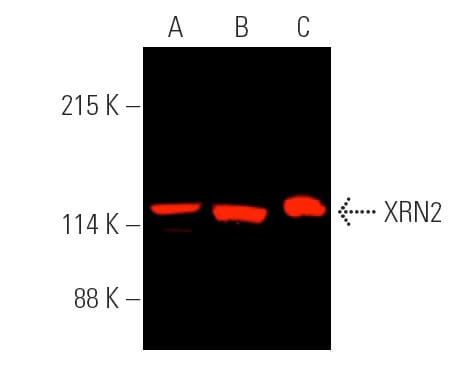 Anti-XRN2 Antibody (H-3) | SCBT - Santa Cruz Biotechnology