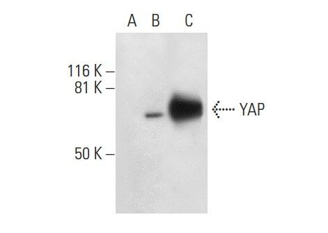 YAP Antibody (B-8) | SCBT - Santa Cruz Biotechnology
