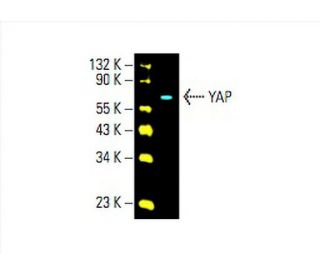 YAP1 Antibody (G-6) - Western Blotting - Image 393689