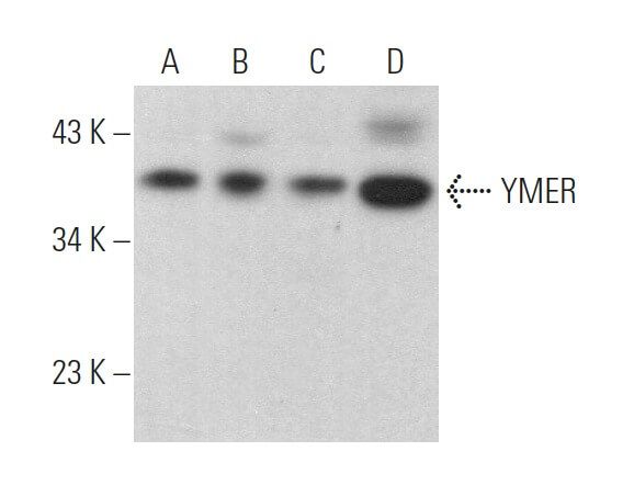YMER Antibody (A-10) | SCBT - Santa Cruz Biotechnology