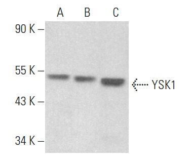 YSK1 Antibody (E-7) | SCBT - Santa Cruz Biotechnology