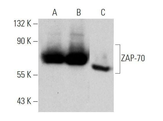 ZAP-70 Antibody (A-1) | SCBT - Santa Cruz Biotechnology
