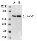 ZAP-70 Antibody (G-4) | SCBT - Santa Cruz Biotechnology