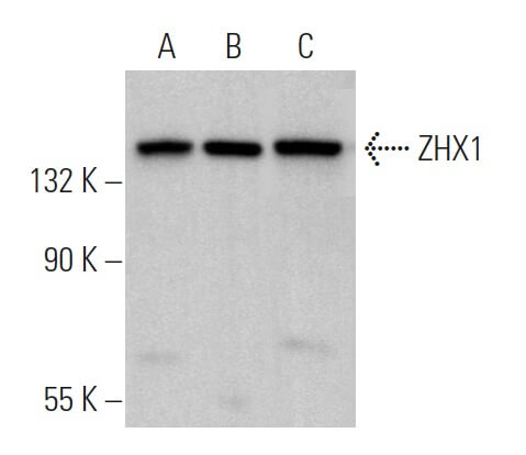 Anti-ZHX1 Antibody (E-6) | SCBT - Santa Cruz Biotechnology