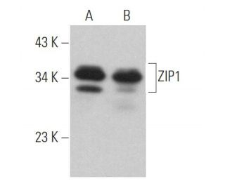 ZIP1 Antibody (F-2) - Western Blotting - Image 366906