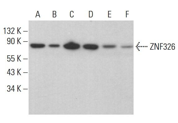 ZNF326抗体 (F-11) | SCBT - Santa Cruz Biotechnology