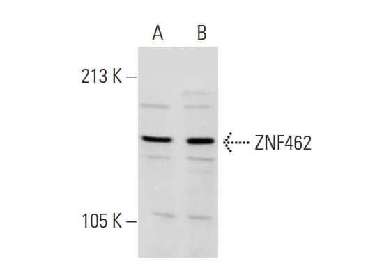 SCBT - Santa Cruz Biotechnology