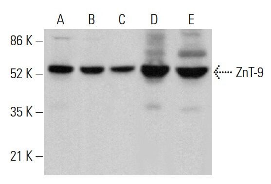 ZnT-9抗体 (C-3) | SCBT - Santa Cruz Biotechnology