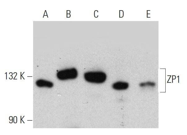 ZP1 Antibody (D-4) | SCBT - Santa Cruz Biotechnology