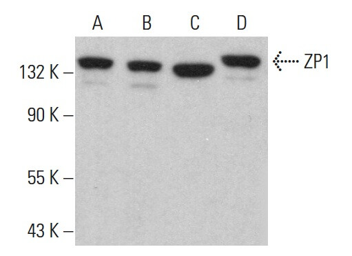 ZP1 Antibody (D-4) | SCBT - Santa Cruz Biotechnology