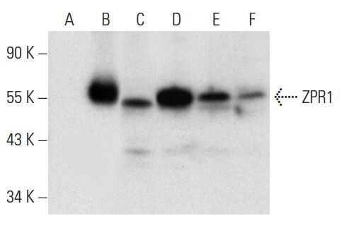 ZPR1抗体 (C-1) | SCBT - Santa Cruz Biotechnology