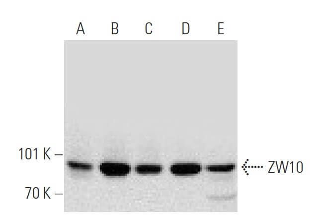 ZW10 Antibody (3363C4a) | SCBT - Santa Cruz Biotechnology