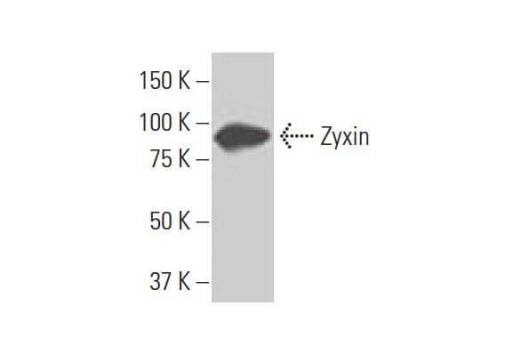 Zyxin Antibody (H-200) | SCBT - Santa Cruz Biotechnology